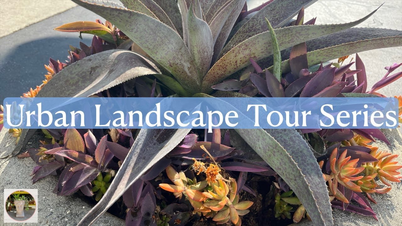 Urban Landscape Tour Series Succulents and Cacti No.3 - YouTube