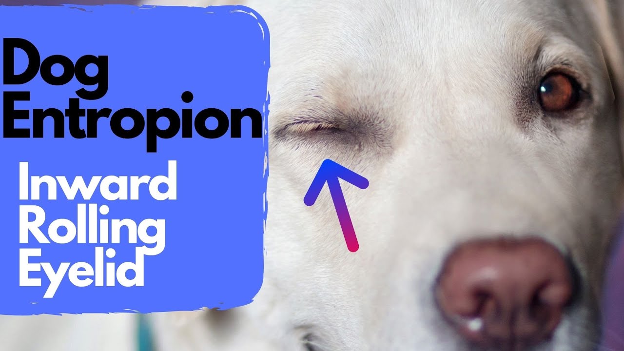 Why Is My Dog Closing One Eye Updated September 2022 Wikidoggia why-is-my-dog-closing-one-eye-updated-september-2022-wikidoggia