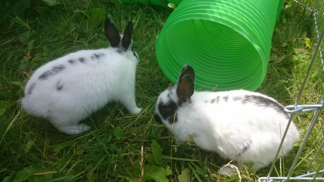 Broken Black Self Netherland Dwarf Bucks 8 weeks old - YouTube