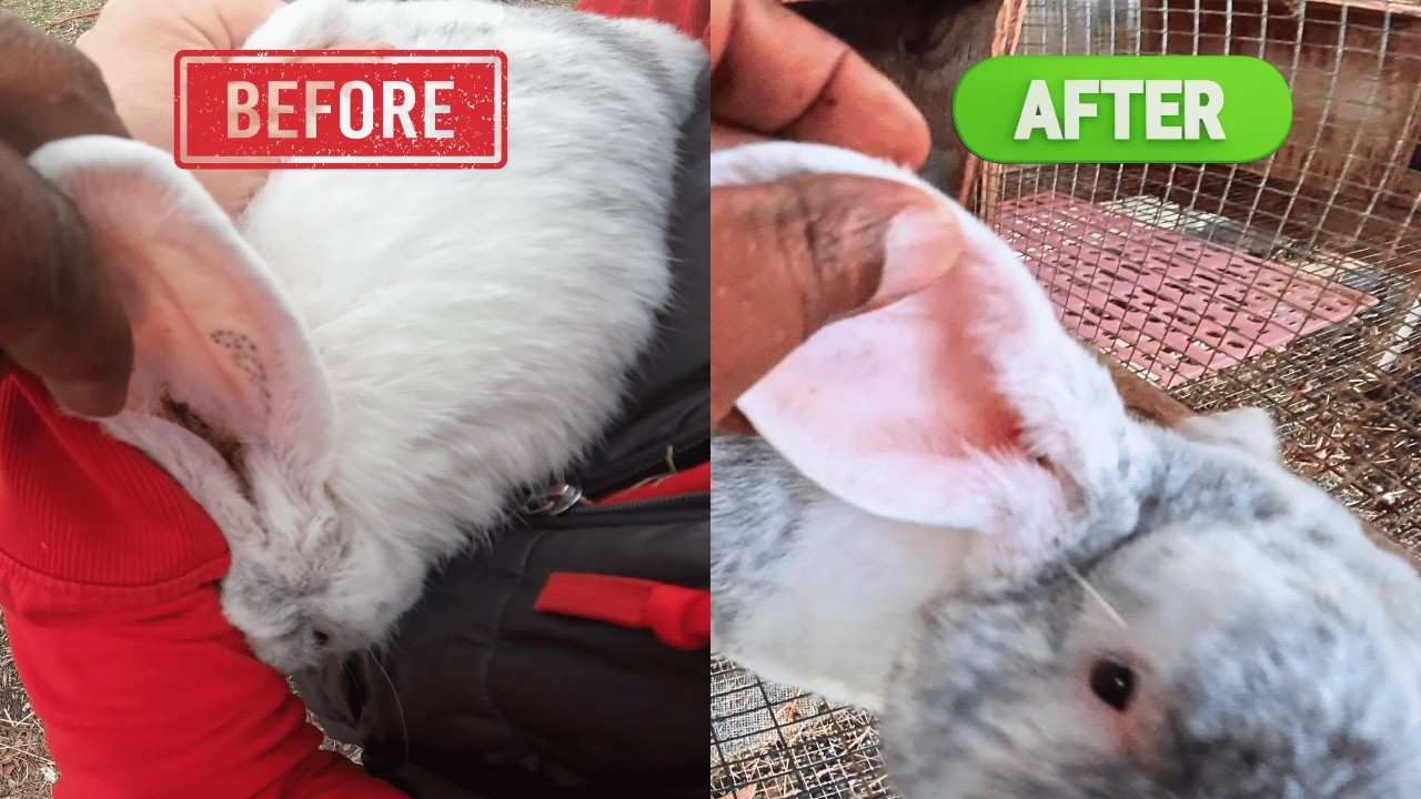 Can I CURE My Rabbit's Ear Mites Naturally at Home - YouTube