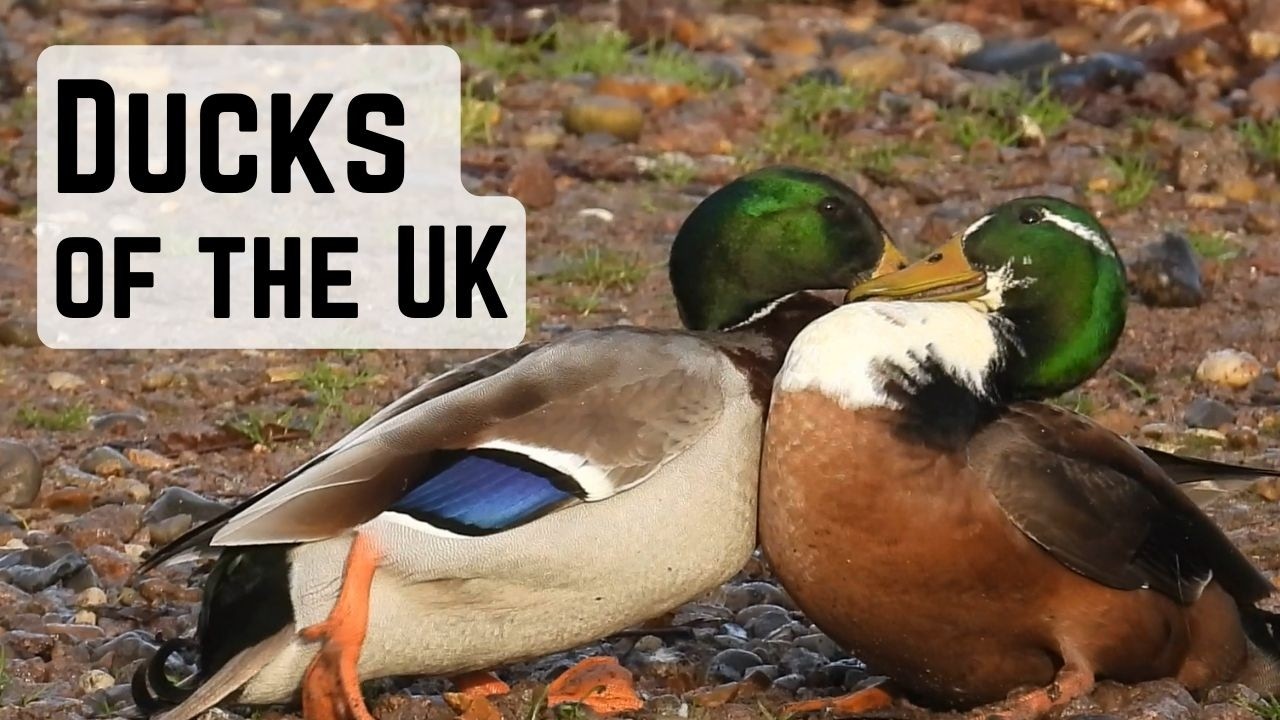 WHATS THE QUACK? the Common ducks of the UK - YouTube