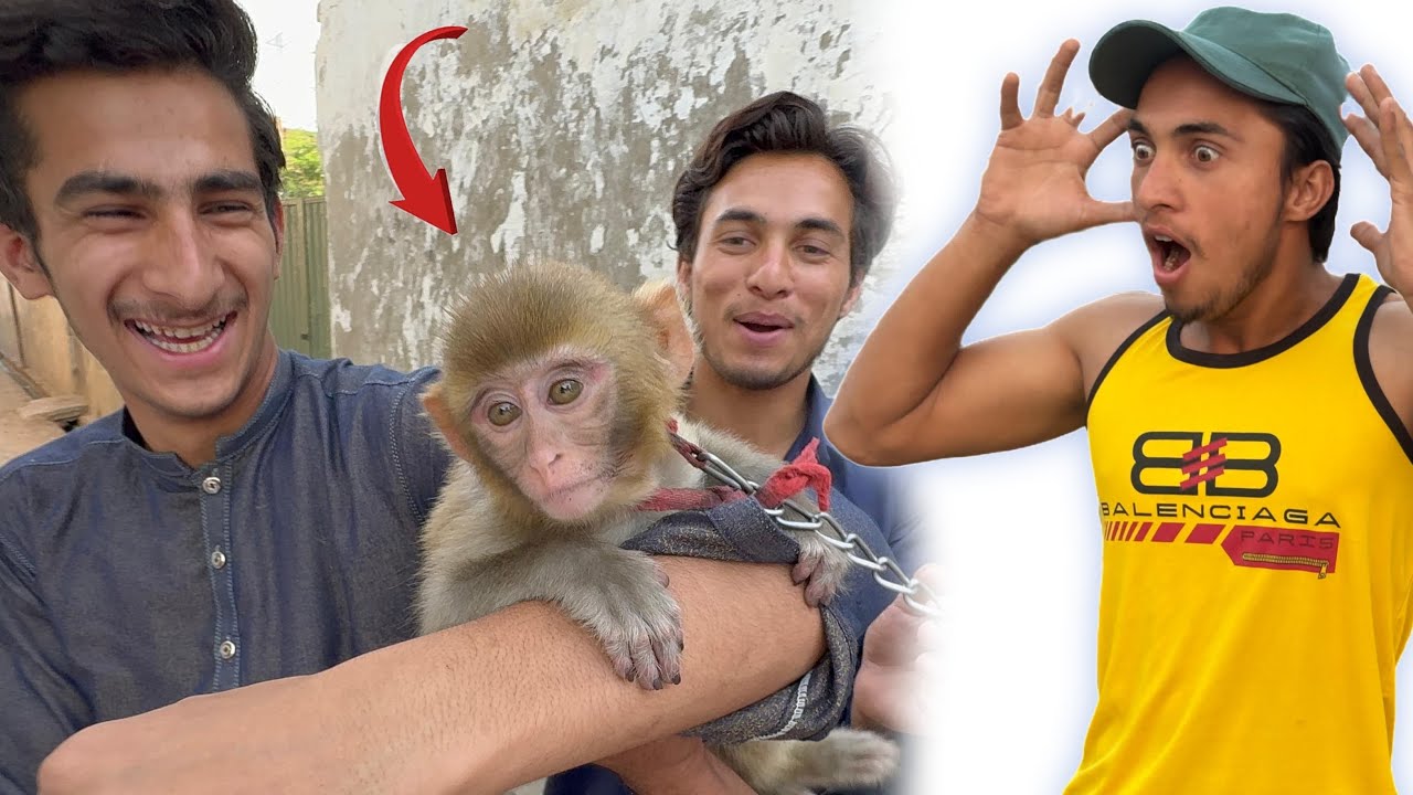 Monkey Pakad Liya Dost Ka😱 - YouTube