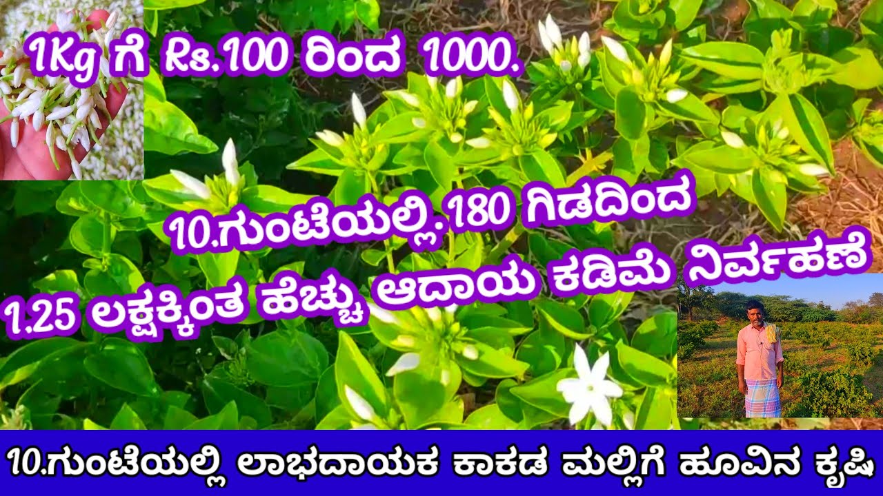 ಕಾಕಡಾ ಮಲ್ಲಿಗೆ ಹೂವಿನ ಕೃಷಿ | Kakada mallige krishi | jasmine flower ...