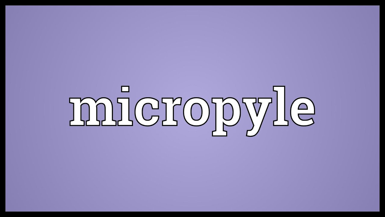 Micropyle Meaning - YouTube