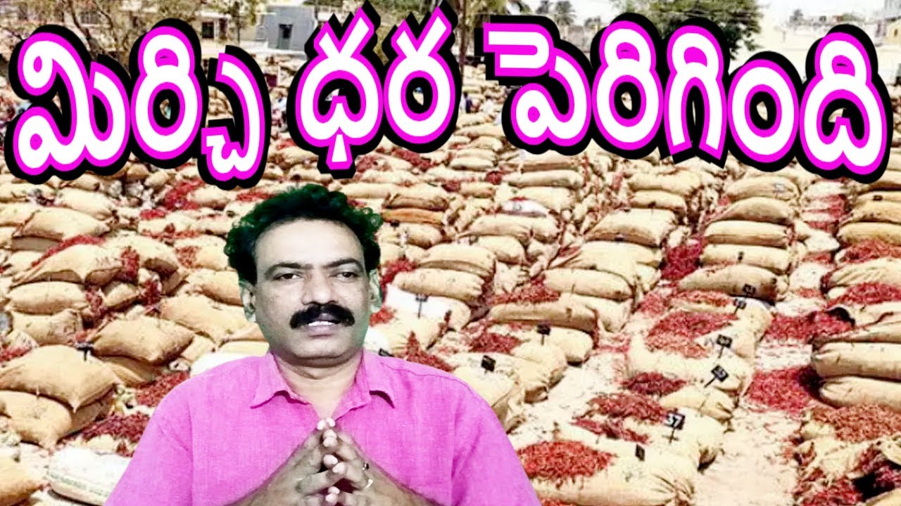 బ్యాడిగి మిర్చి ధరల్లో పెరుగుదల Karnataka Byadigi Mirchi Price Guntur ...