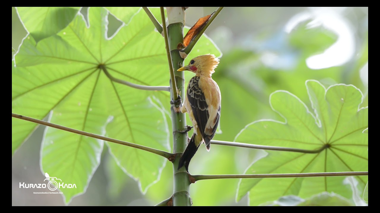 Celeus flavus - Pica-pau-amarelo (Cream-colored Woodpecker) - YouTube
