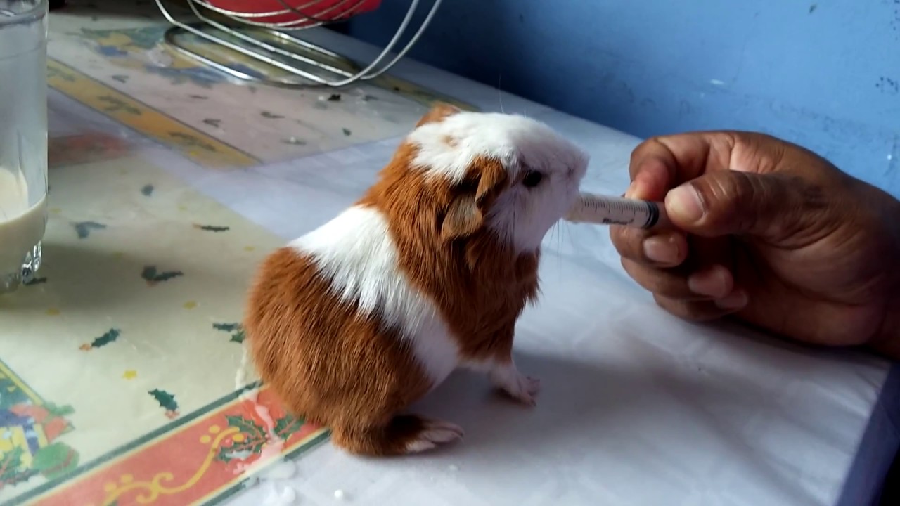 "Cuy Bebe Guerrero TERNURITA" - YouTube