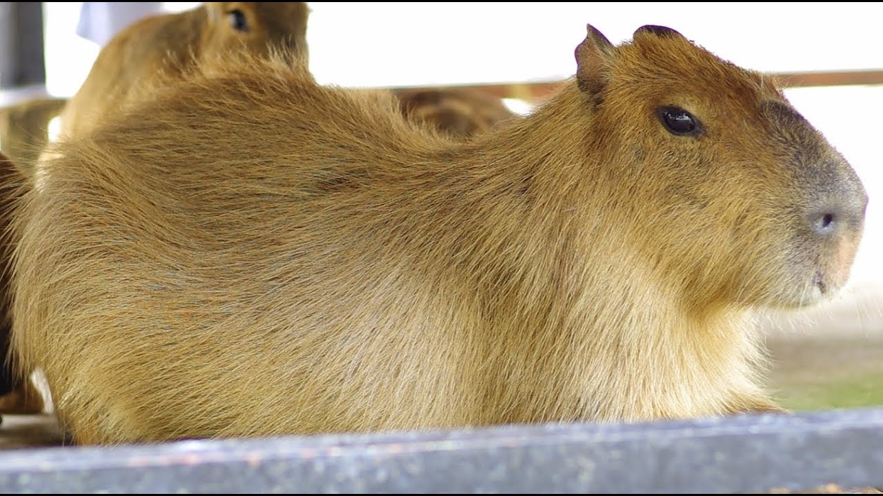 カピバラとマーラ Capybara Patagonian mara - YouTube