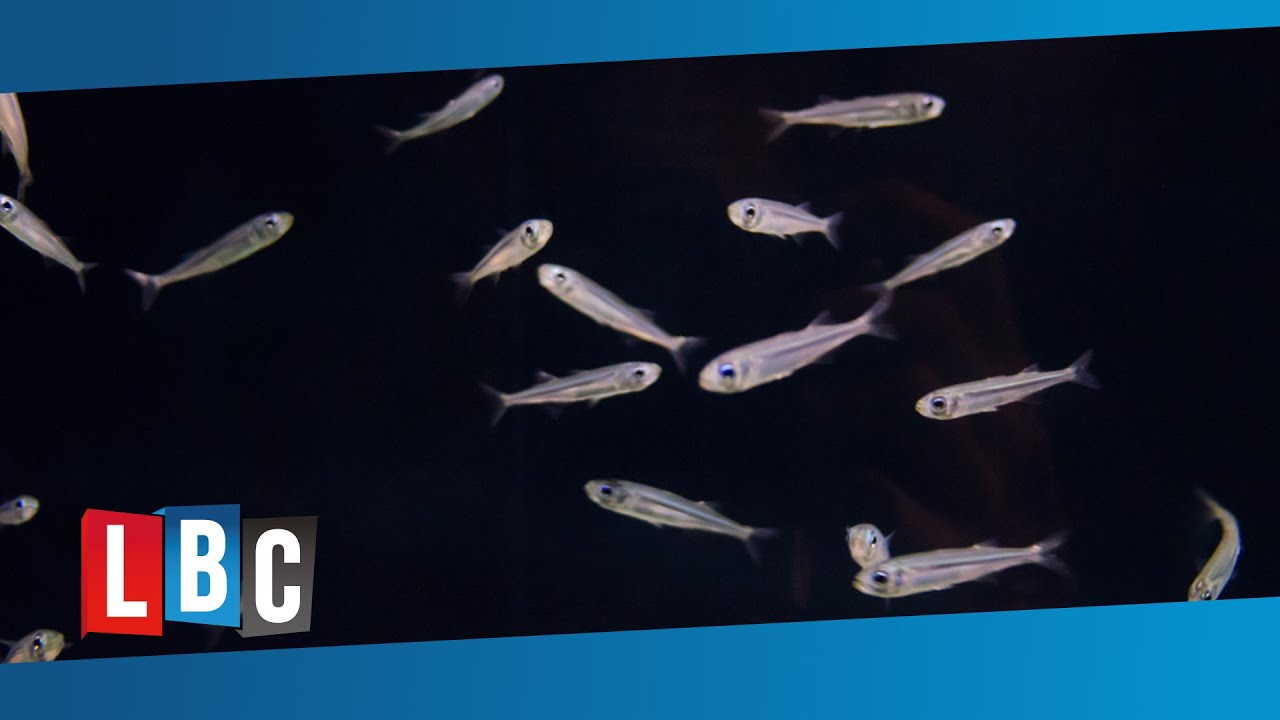 How Can Fish Populate Landlocked Water? (Mystery Hour) - YouTube