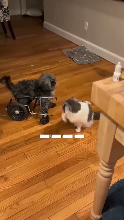 Gatos Vs Perros Youtube