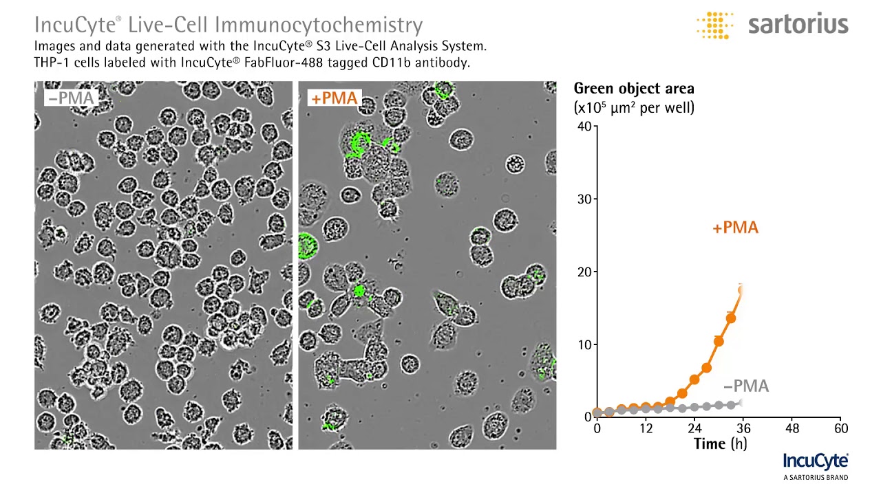 Immunocytochemistry THP 1 Differentiation YouTube Immunocytochemistry THP 1 Differentiation YouTube