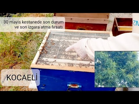 30 MAYİS🐝ANA ARİ IZGARASI KULLANIMI VE KESTANE ÇİÇEĞİNDE SON DURUM