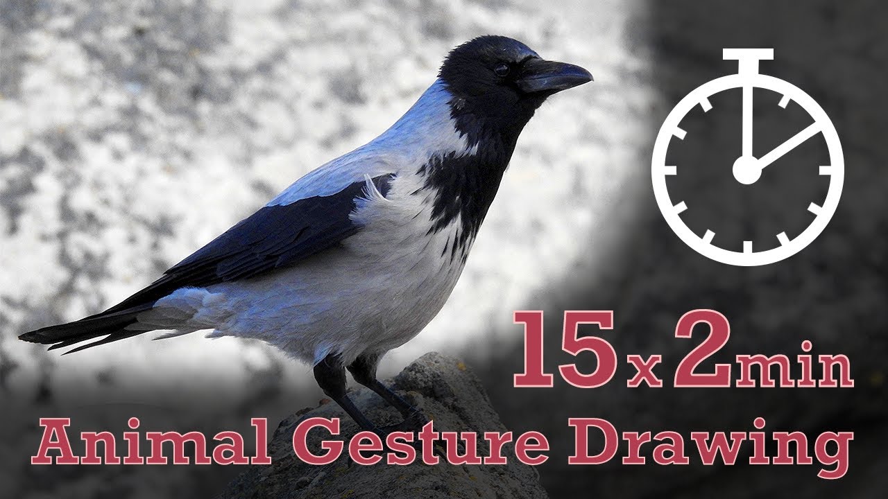 Animal Drawing References #26 - 15x2min poses - Hooded crow - YouTube