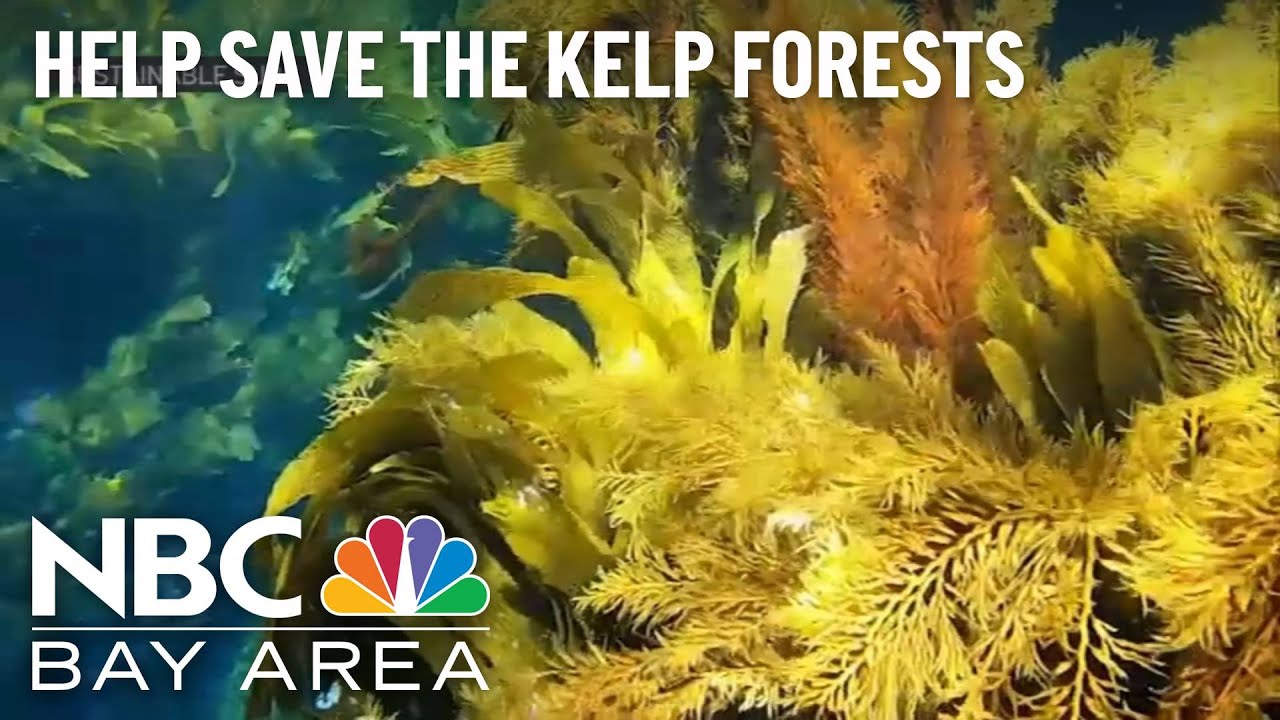 Help Save the Kelp From Rising Ocean Temperatures - YouTube