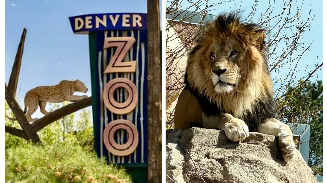 Exploring the Wild at Denver Zoo| Amazing Animals | Incredible ...