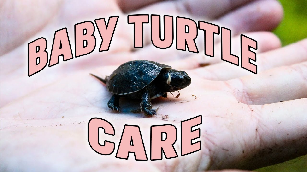 Baby Turtle Care | Are Baby Turtle Good as Pet? - YouTube