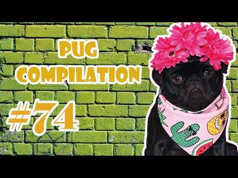 Funny Dogs but only Pug Videos | Pug Compilation 74 | MIX (43-44) - InstaPugs
