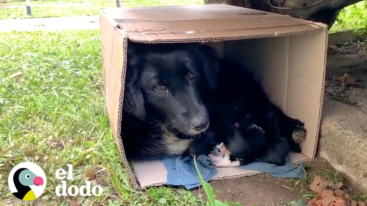 Mamá perro vive en una caja de cartón para calentar a sus pequeños ...
