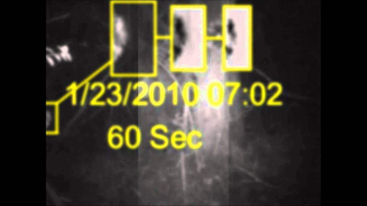 Creepy Trail Cam Video Of Unkown Entity Youtube