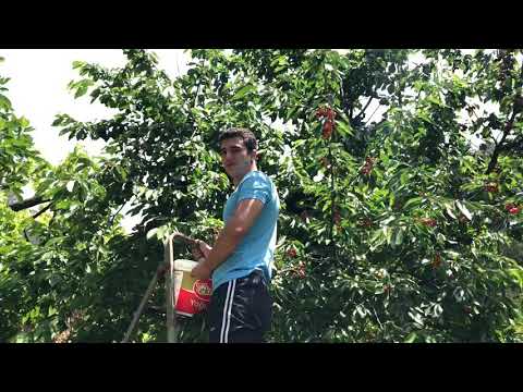 Karadere Atay çiftliği kiraz toplama festivali