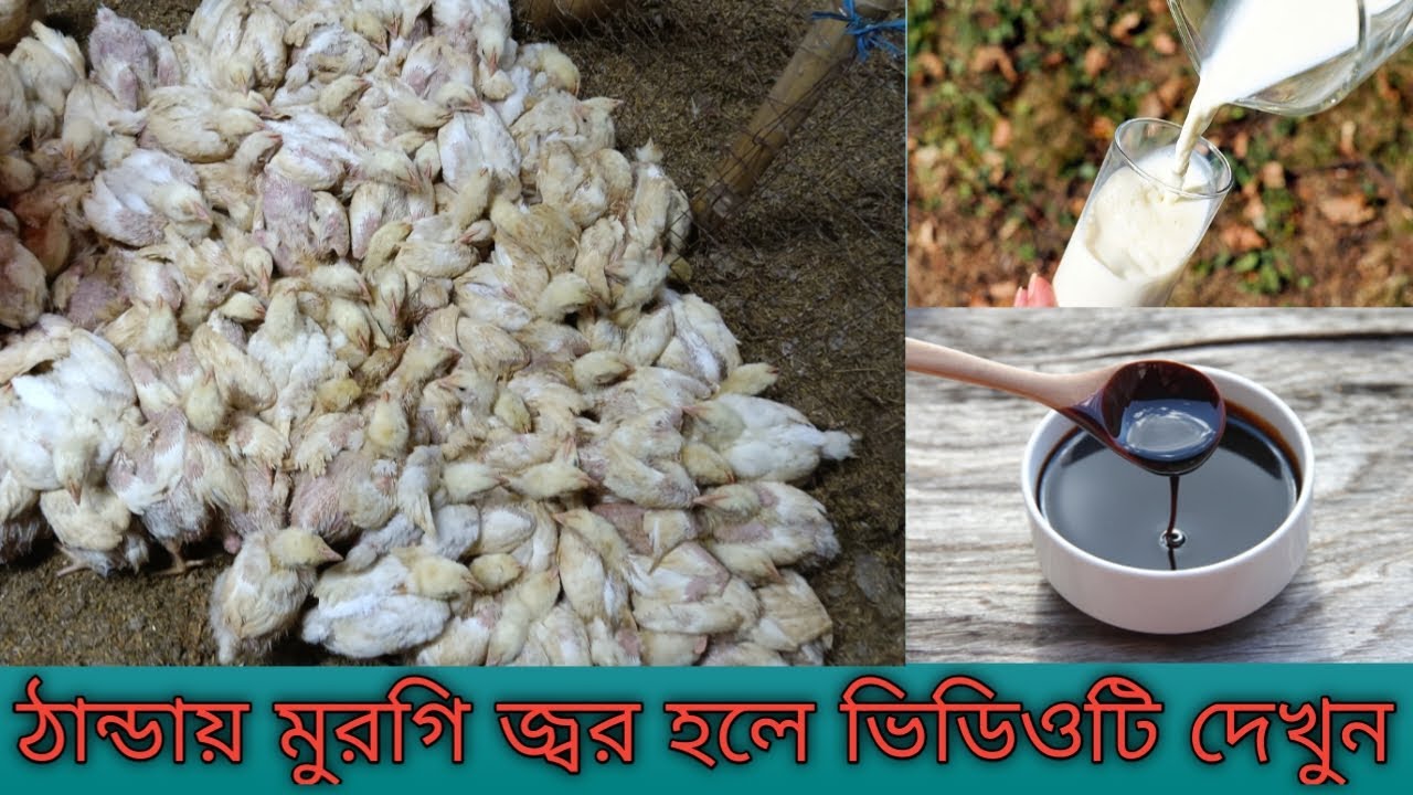 Thandai murgi joro hola video ta dekhun/ poultry/ murgi/ chicken ...