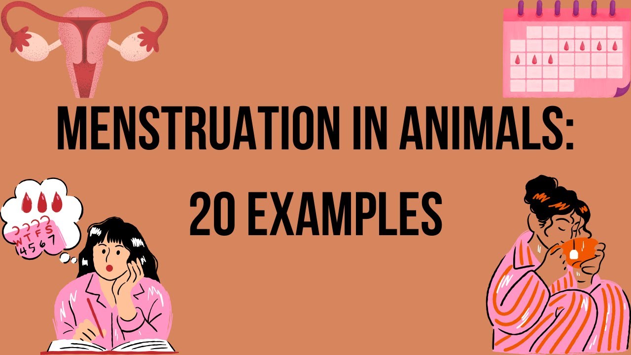 Menstruation in Animals: 20 Examples - YouTube