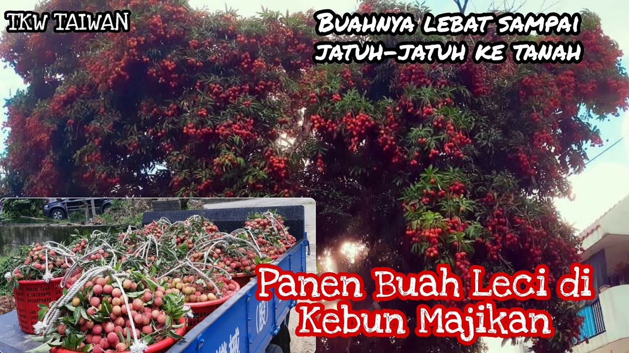 Kebun Leci