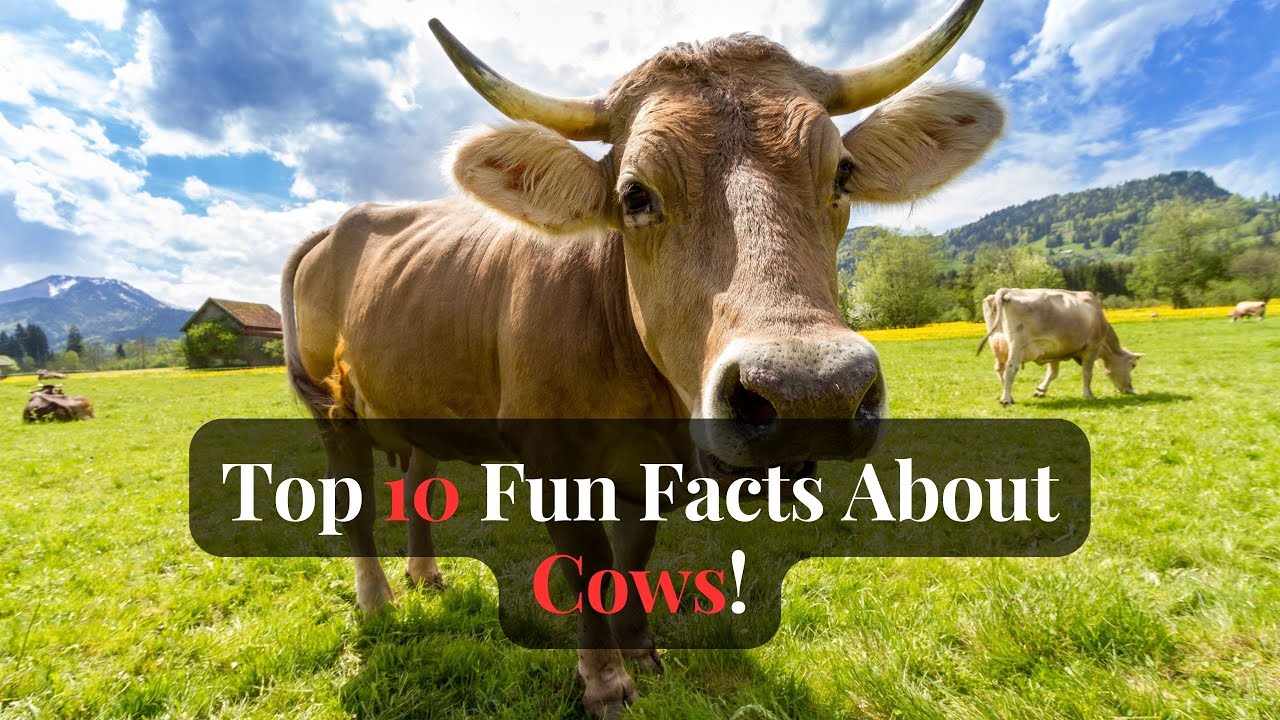 Mind-Blowing Bovine Trivia: Top 10 Fun Facts About Cows! - YouTube