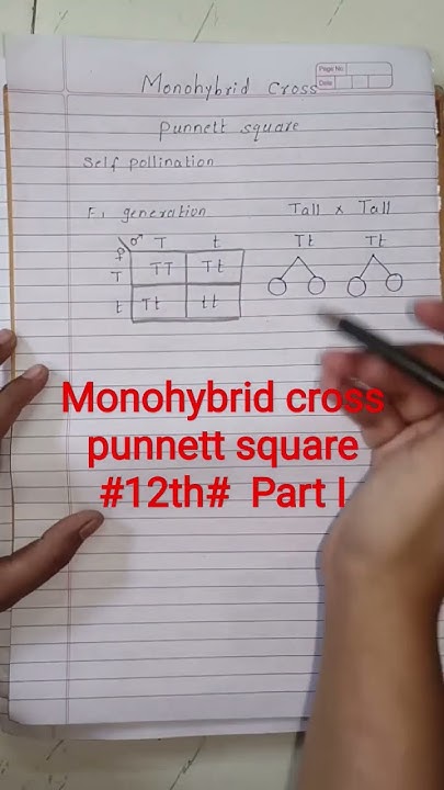 important topic for 12th# bio paper# monohybrid punnett square# - YouTube