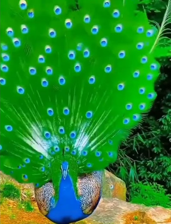 Beautiful Peacock Dance Youtube