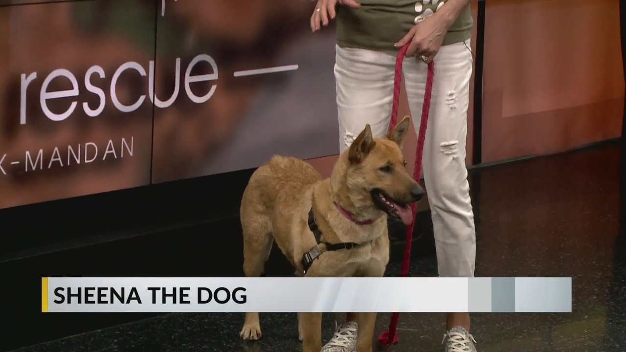 FURRY FRIDAY: Meet Sheena the Dog - YouTube