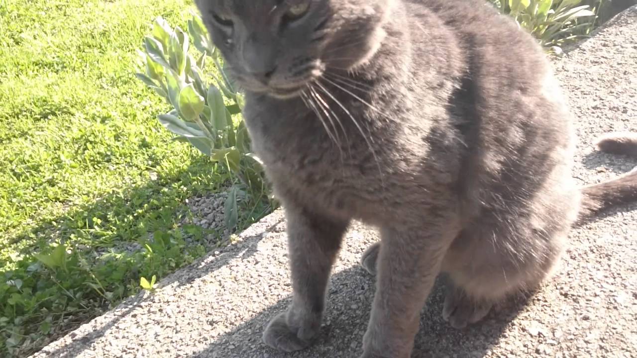My cat Russian blue incredibly annoying and grumpy today - YouTube
