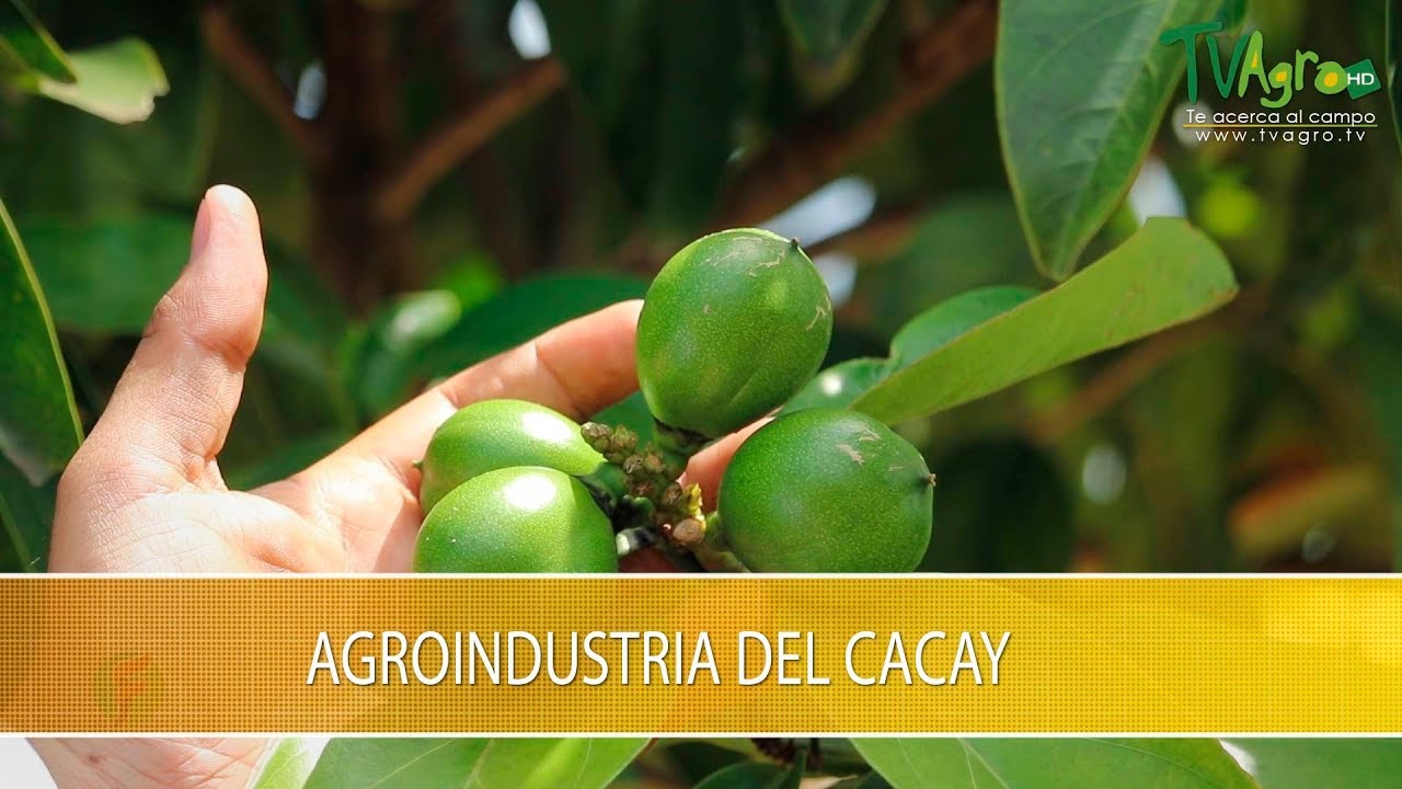 Agroindustria del Cacay- TvAgro por Juan Gonzalo Angel Restrepo - YouTube