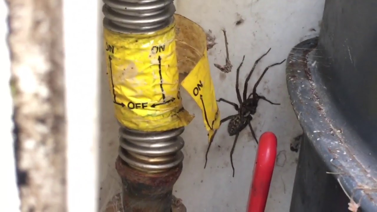 Spiders been a whole year in my gas supply box, an - YouTube