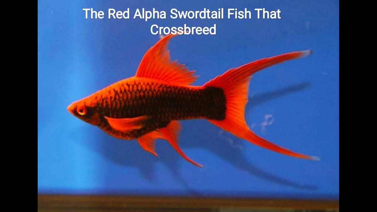 The Red Alpha Sword Tail Fish That Croscrosbreed (Ikan Red Alpha ...