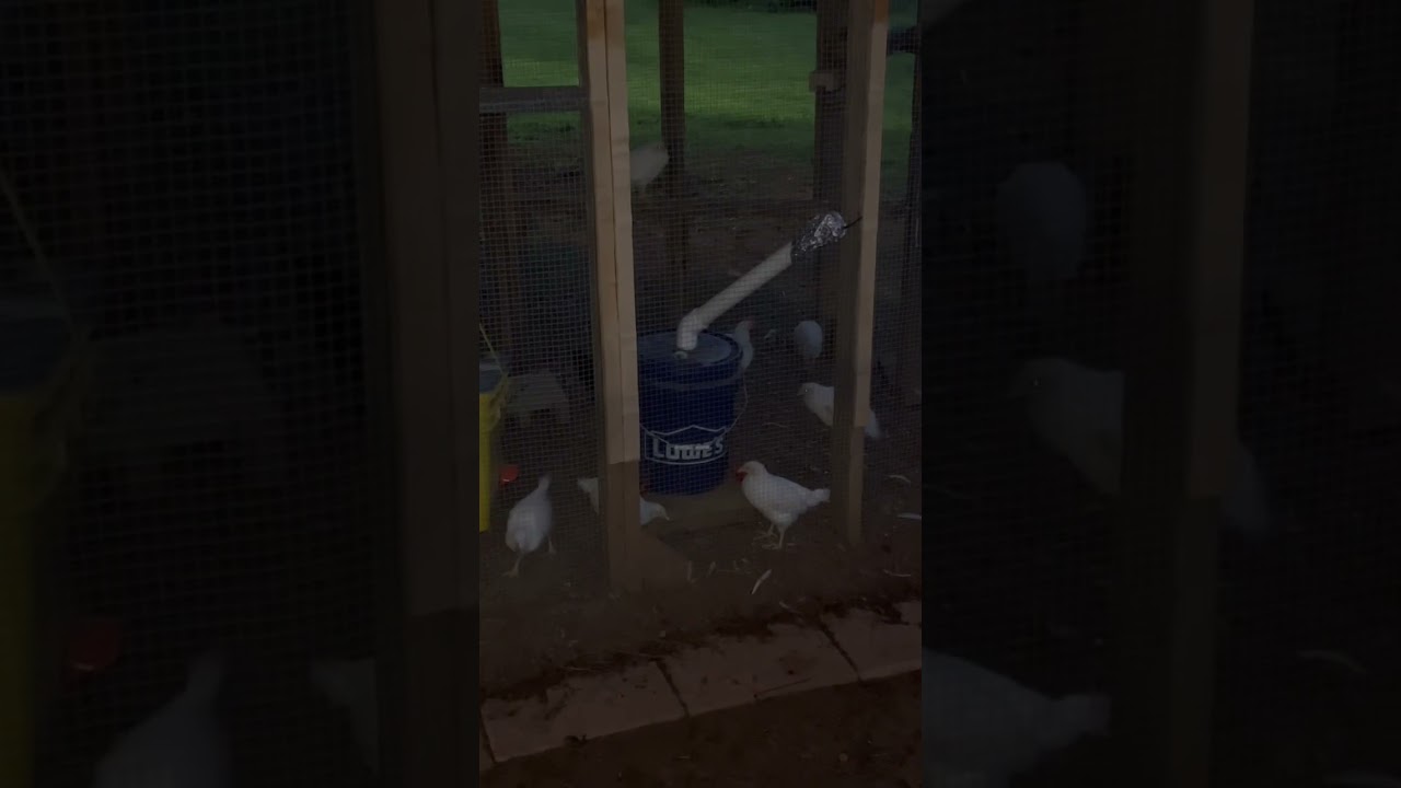 BABY ROOSTER FIRST CROW, leghorn chicks 5 weeks old!!!😀😍🥰 - YouTube