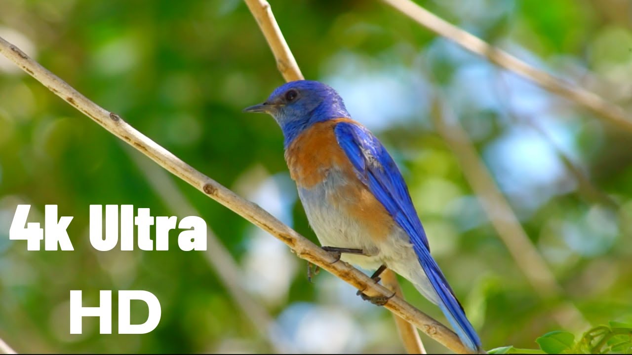Nature And WildLife 4k Video Peaceful HD Nature Video - YouTube