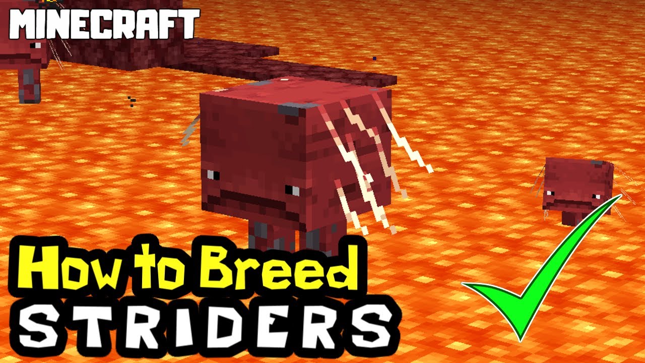 MINECRAFT | How to Breed STRIDERS! - YouTube