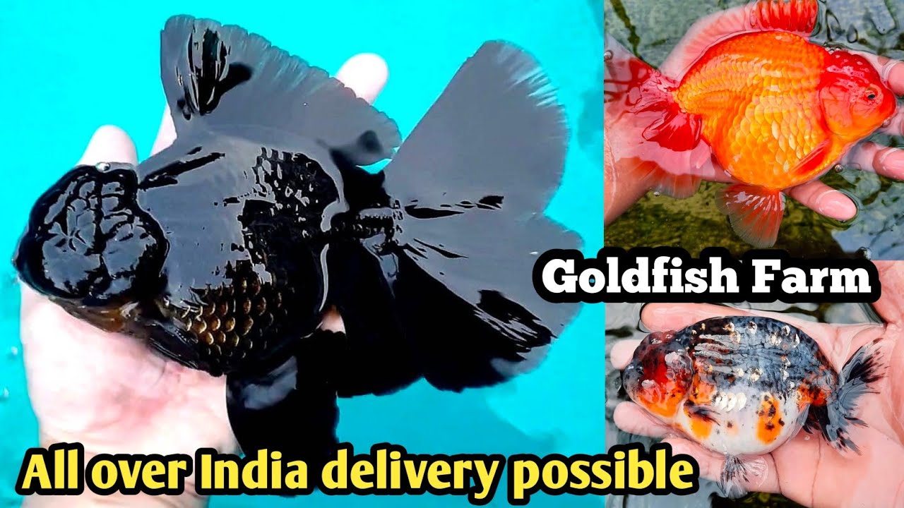 Goldfish FARMING| Aquarium Fish Farm in Kolkata | Goldfish | Fish Farm ...