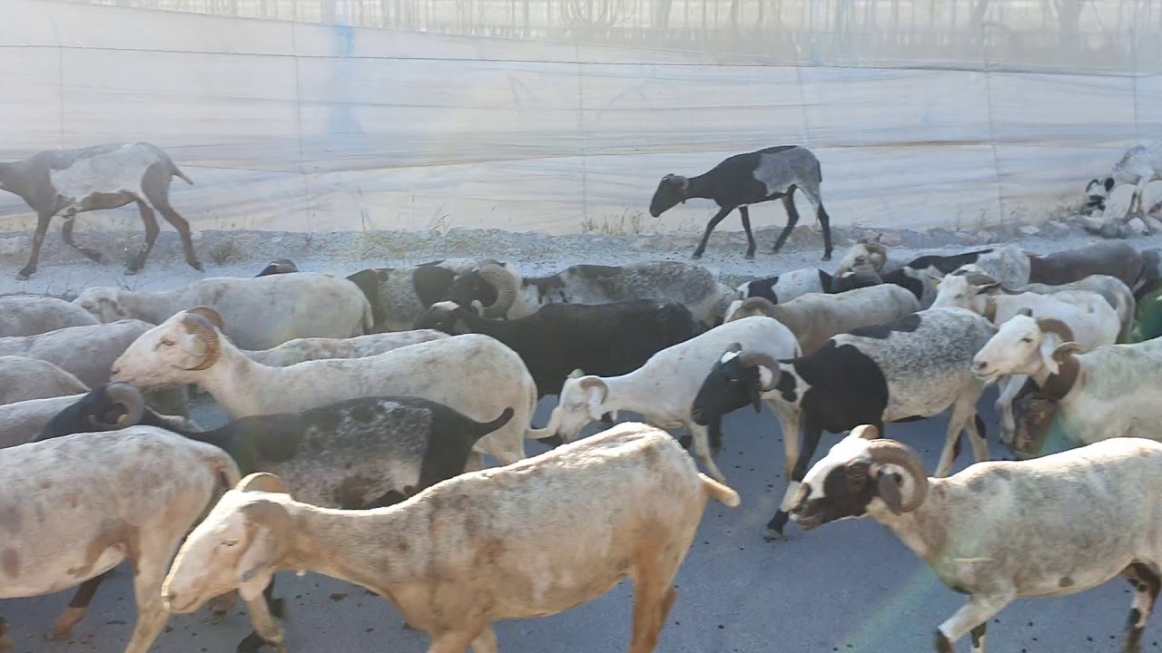 Las cabras pastoreando - YouTube