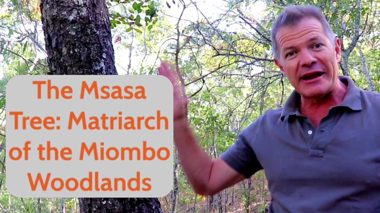 The Msasa Tree: Matriarch of the Miombo Woodlands - YouTube