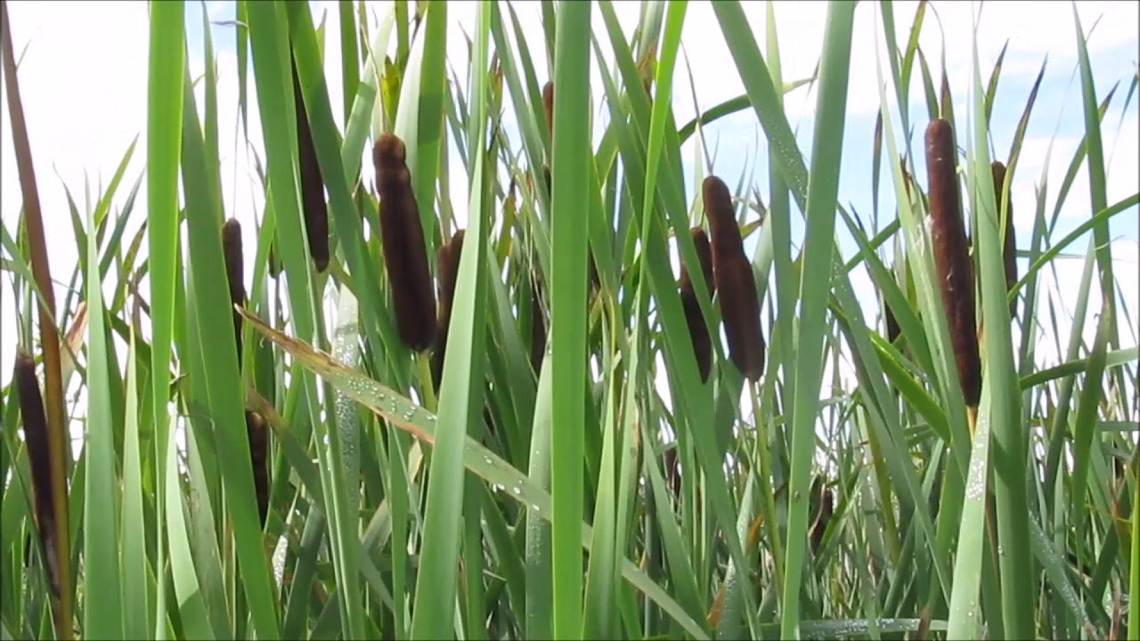 Cattail - poem - YouTube