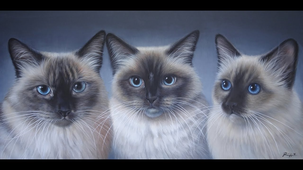 'Three Cats' | Painting on Commission | Fine Art by Roberto Rizzo - YouTube
