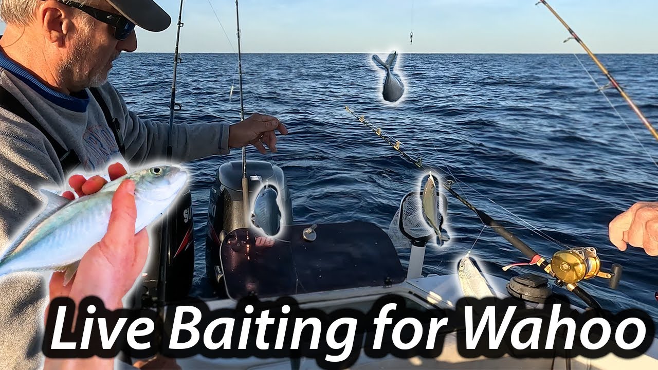 Learning to Troll Live Baits for Wahoo (and Legally Catching More ...