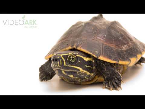 A Mekong snail-eating turtle (Malayemys subtrijuga) in Cambodia. - YouTube