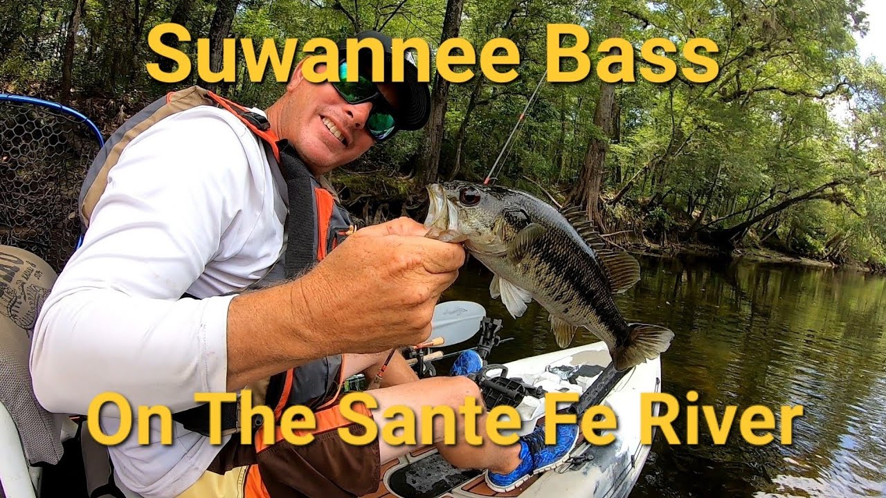 Suwannee Bass on the Sante Fe River - YouTube