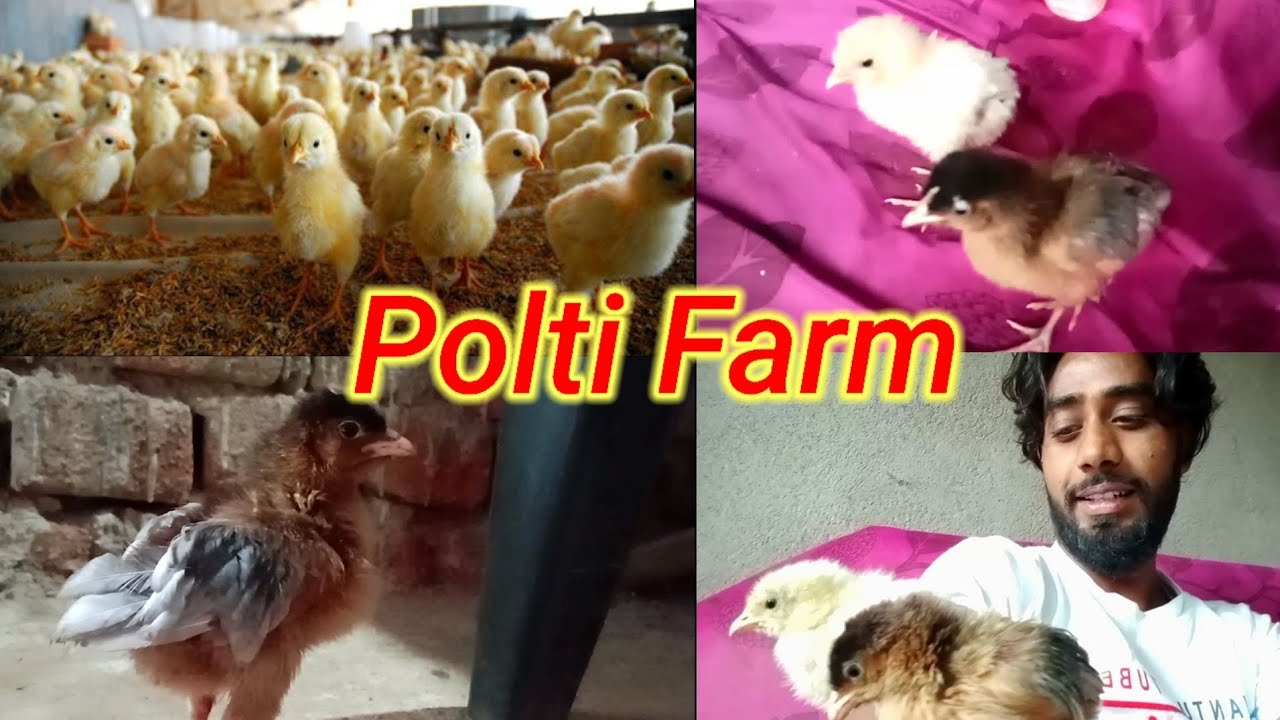 Polti Farm // Polti Farm house // Polti murga // Day 1 // #murgafarm # ...