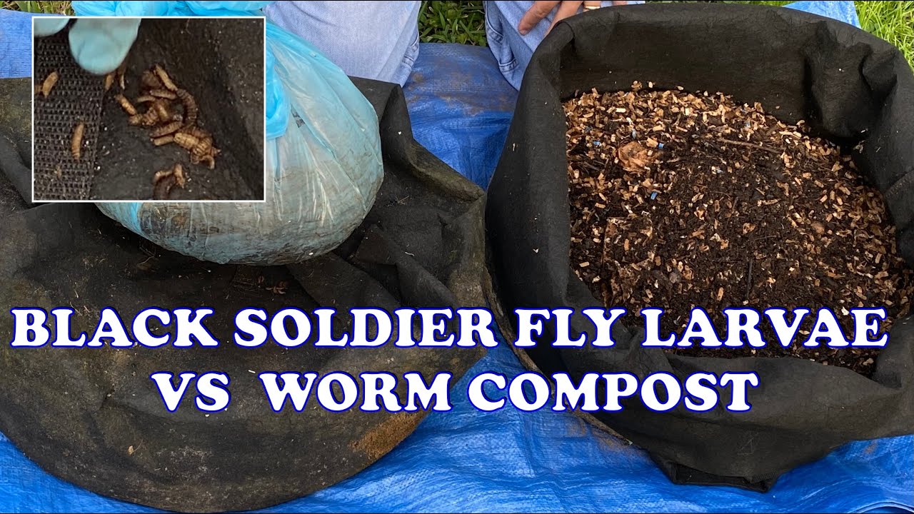 Black Soldier Fly Larvae vs Worm Compost Which Compost Method Should ...