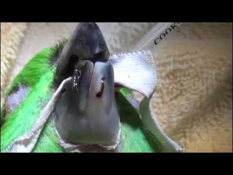 Beak Repair Small - YouTube