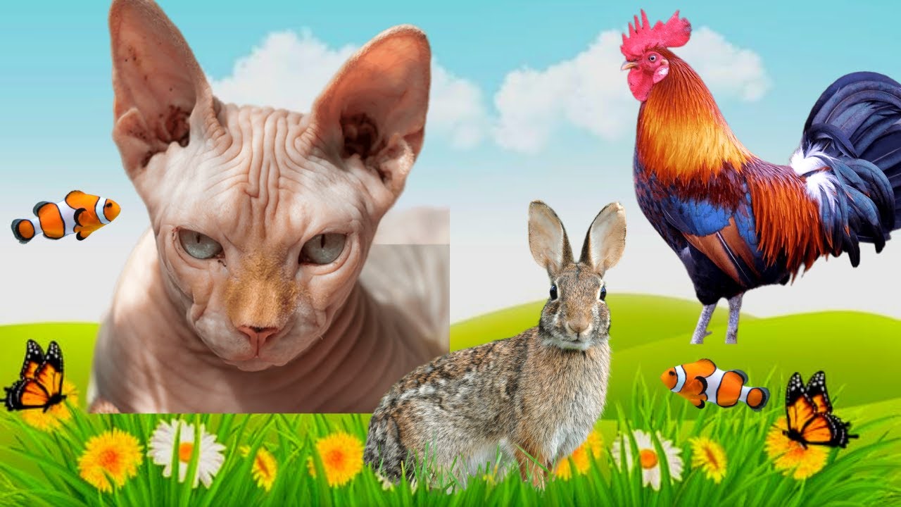 RELAXING ANIMAL SOUNDS - Tiger, Dog, Horse, Llama, Birds, Rabbit FUNNY ...